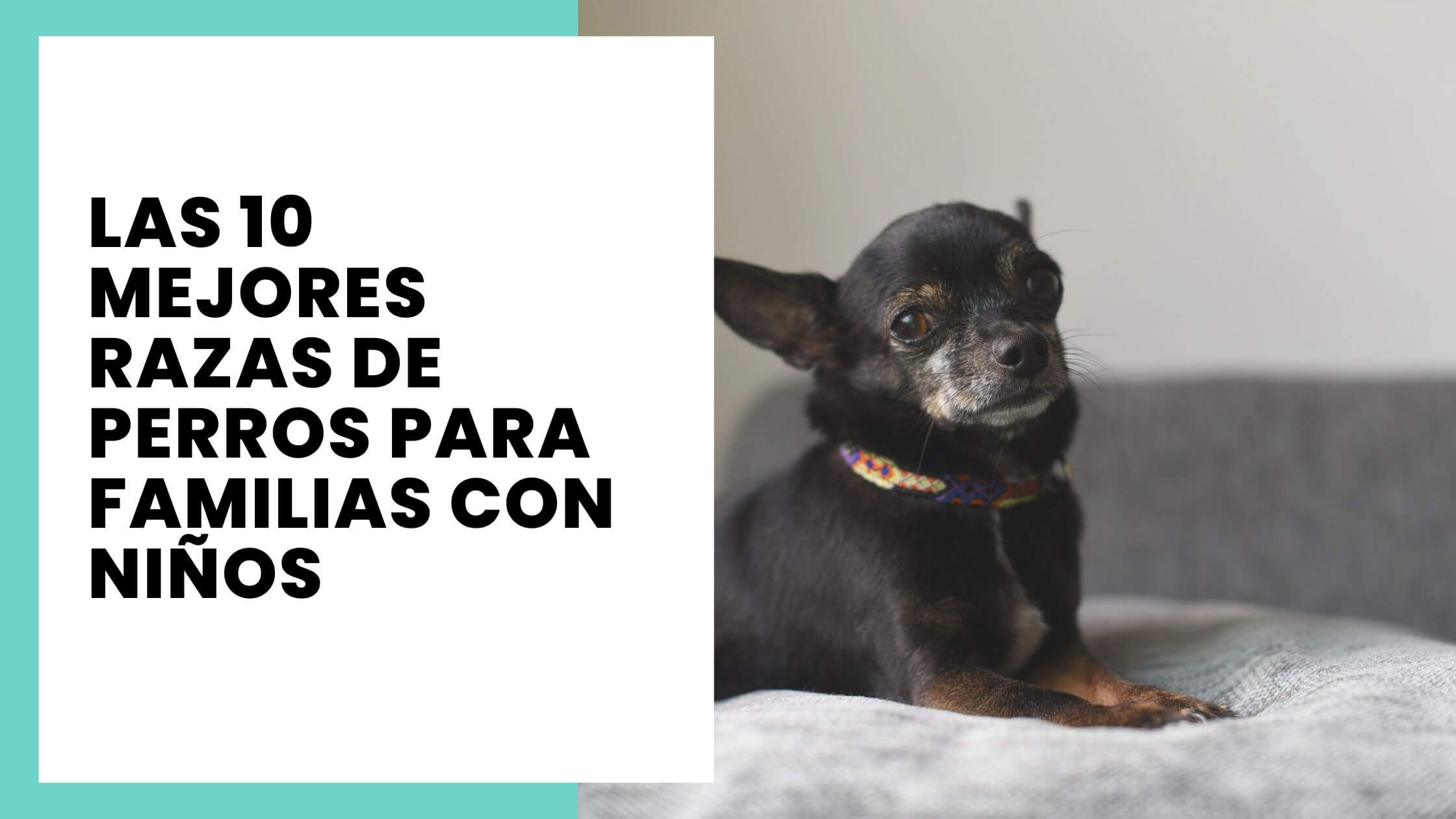 Las 10 mejores razas de perros para familias con niños | Friendog