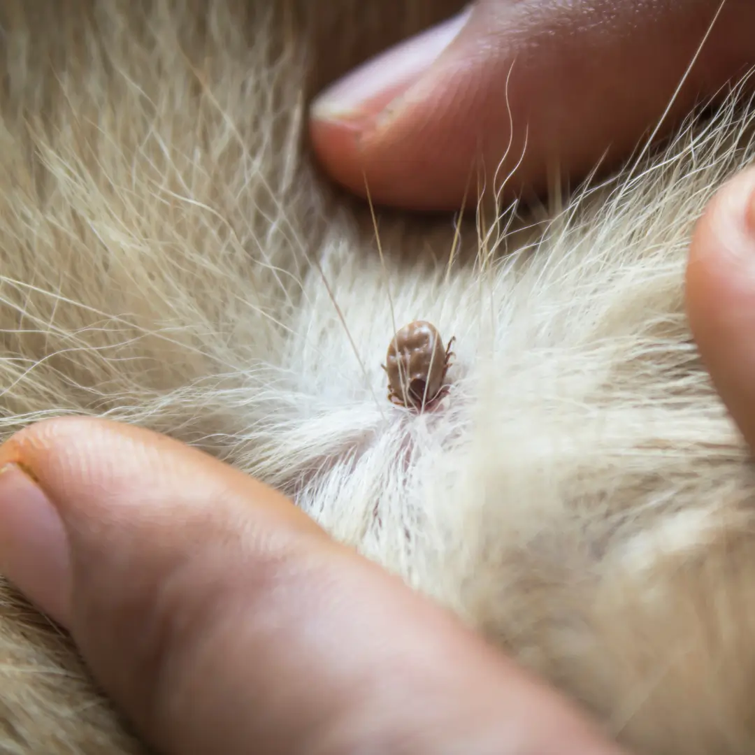 Descubre que puede ocurrir si una garrapata pica a tu perro