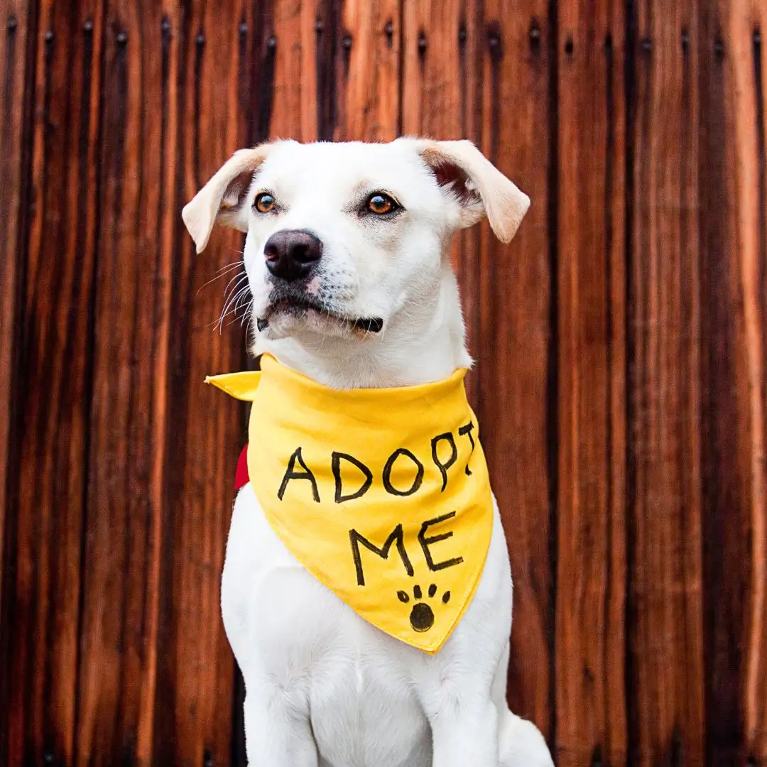 Conoce toda la información para adoptar un perro