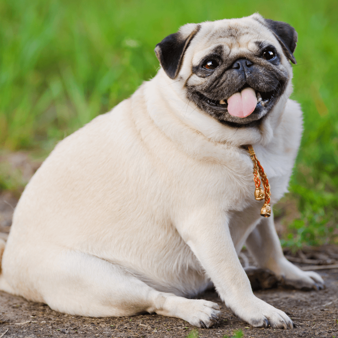 Sobrepeso en perros: cómo identificarlo y sus consecuencias