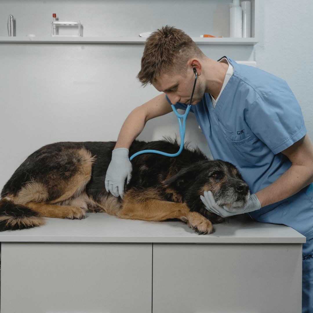 Torsión de estomago en perros: Cómo prevenirla.