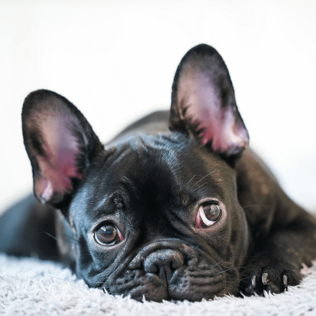 Estrés y aburrimiento en perros: Señales y prevención