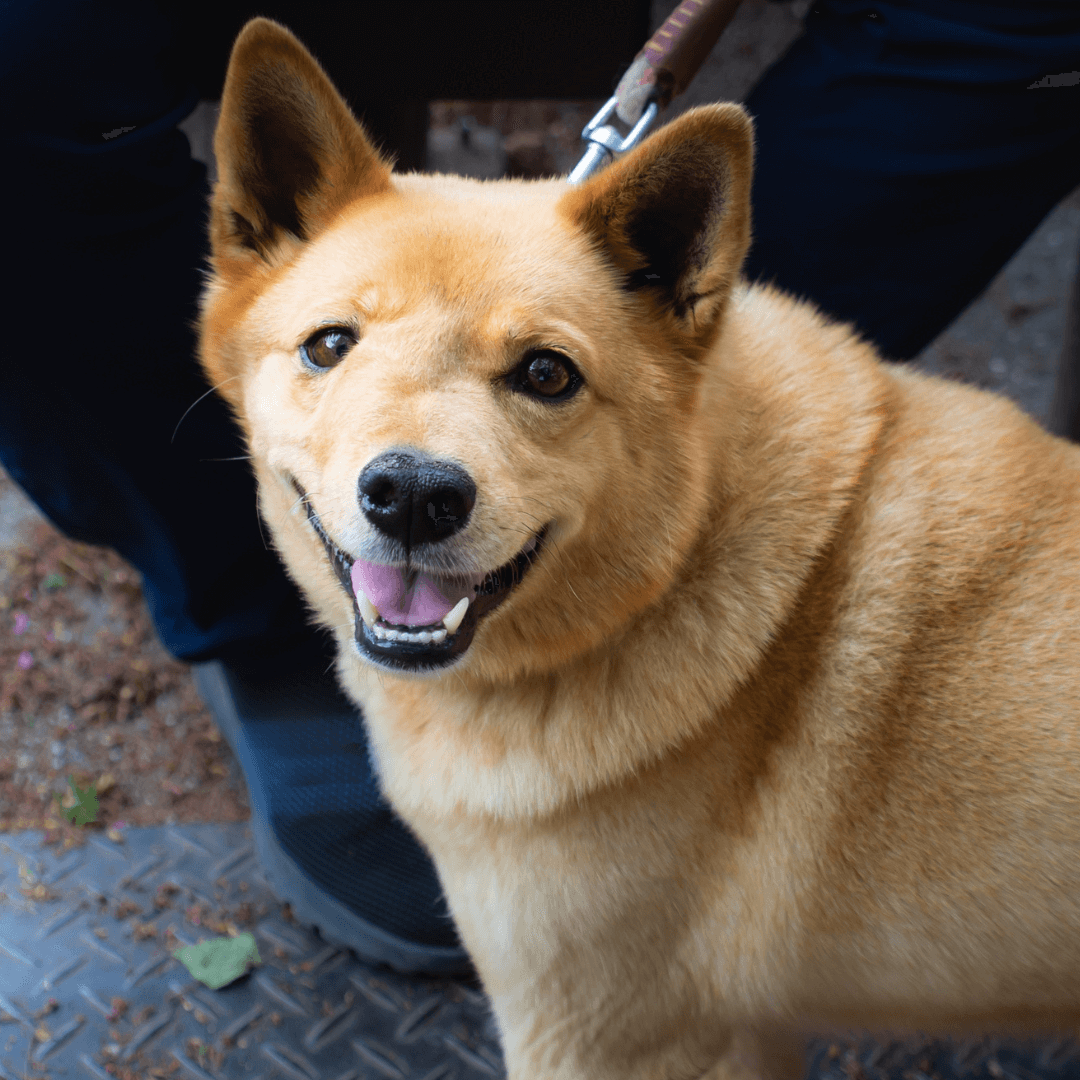 ¿Qué hacer si a tu peludo le pica una abeja? - Friendog
