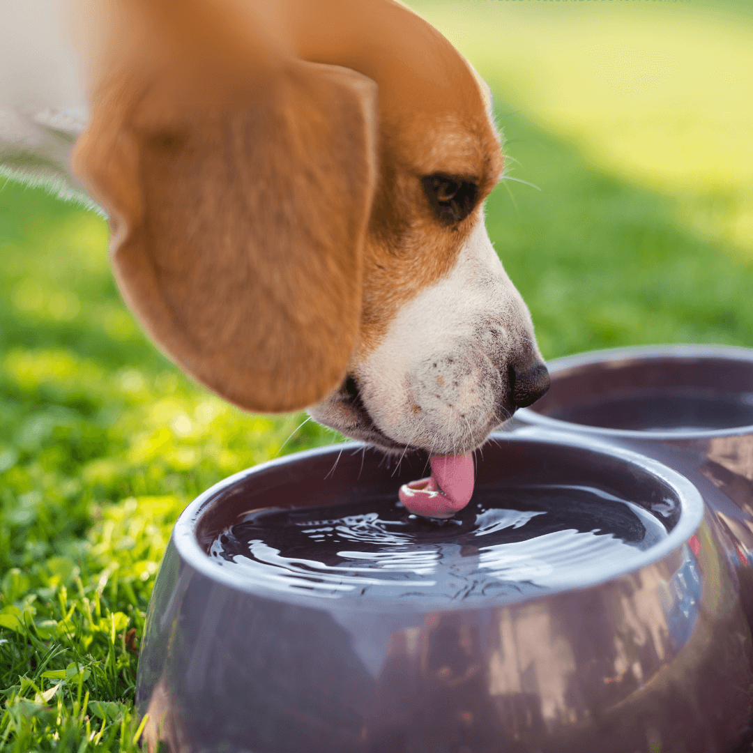 Cómo hidratar a tu perro: Guía definitiva
